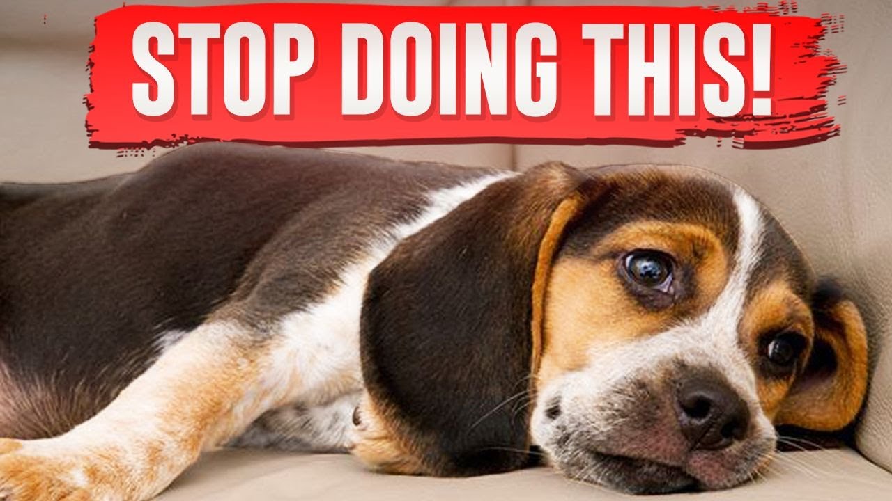 Things Dogs Hate and Wish You'd Stop Doing - YouTube