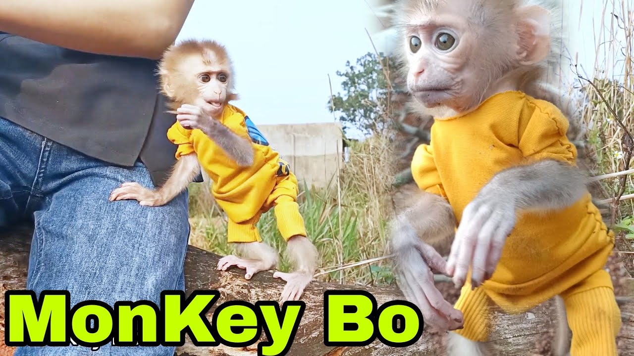 Baby monkeys happily explore when their parents are around - YouTube