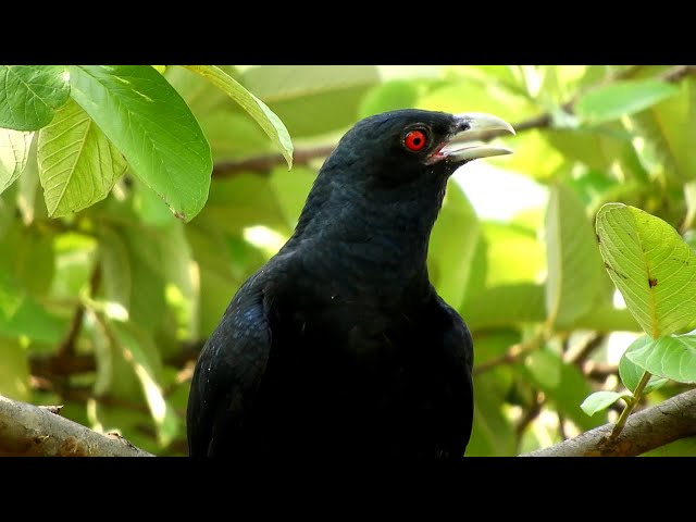 Kuyil Bird Singing