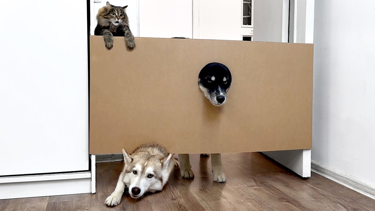 Jump or Crawl? Dogs Husky and Cats Overcoming an Increasing Obstacle ...