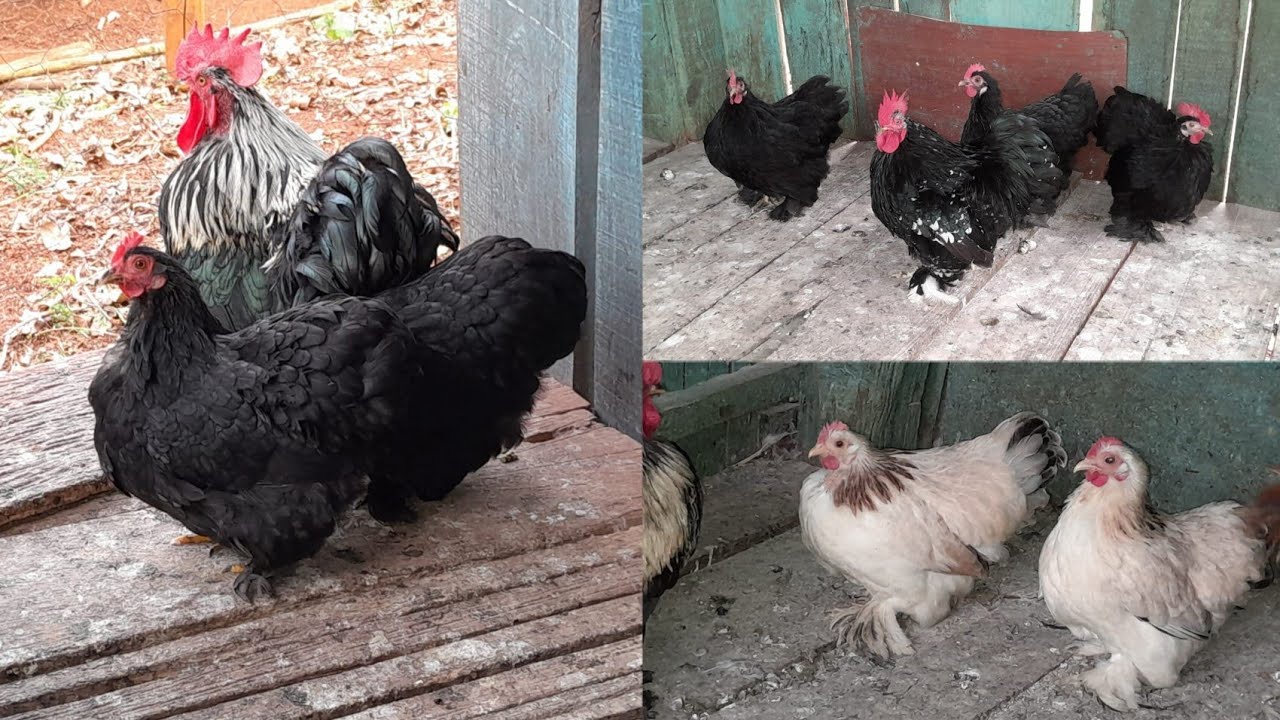 RAÇA DE GALINHA MINI COCHIN, DIÁRIO DO SÍTIO SANTA CECÍLIA - YouTube