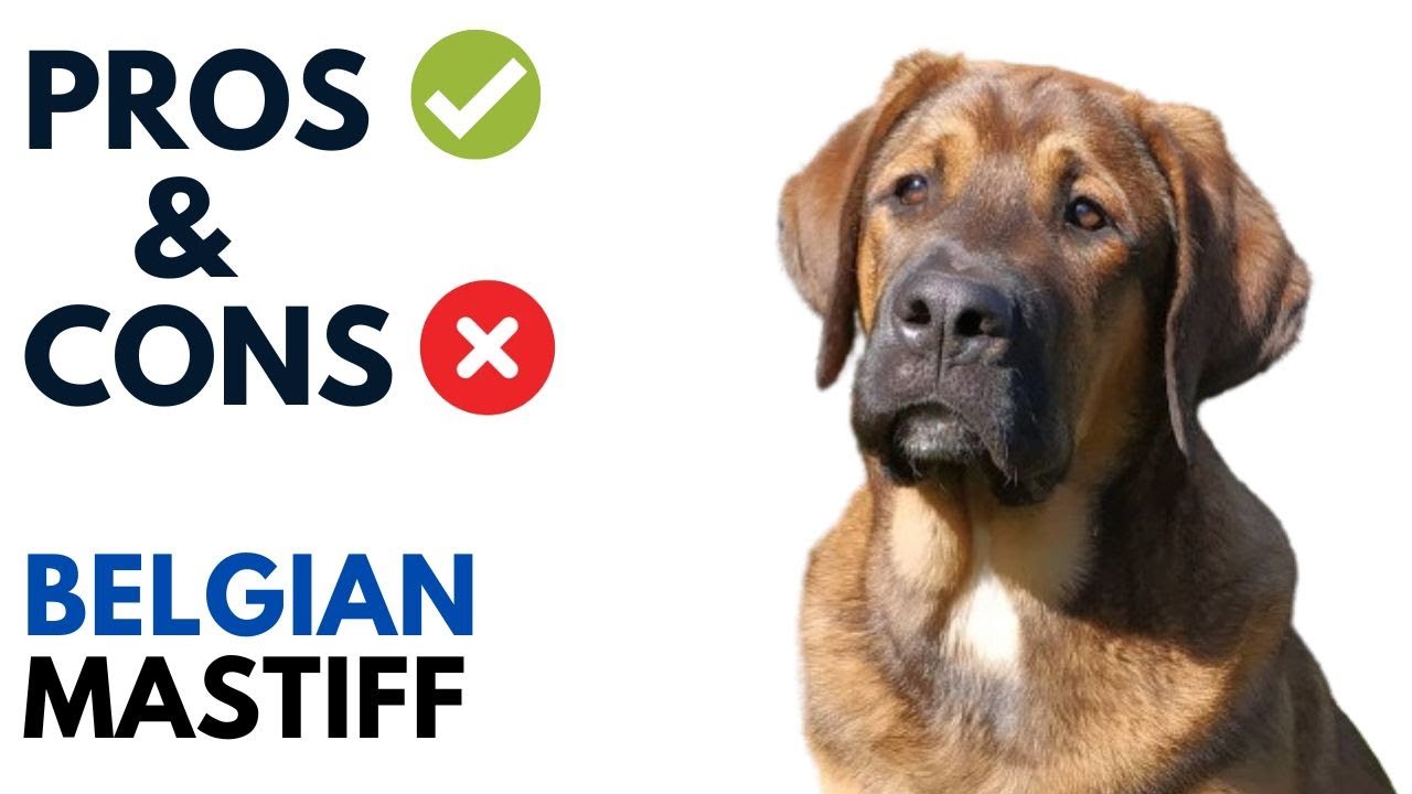 Belgian Mastiff Pros and Cons | Belgian Mastiff Advantages and Disadvantages - YouTube