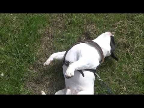 French Bulldogs Love Rollin' Around