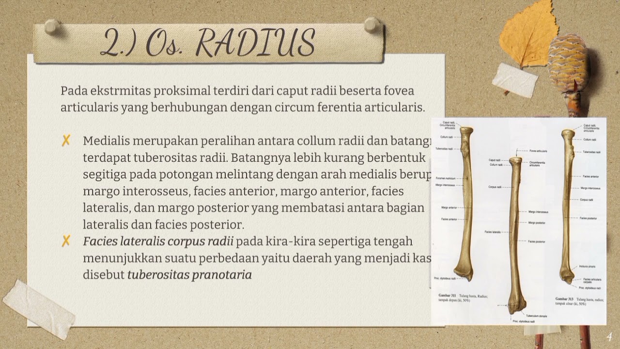 Nama Bagian Tulang Pada Elbow Joint/Sendi Siku-B-178-2021 - YouTube