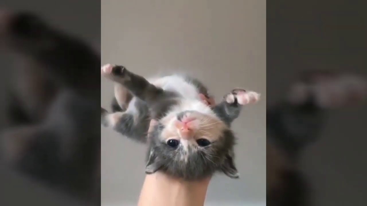 Cats fail compilation 2020 - So Funny try not to laugh! - YouTube