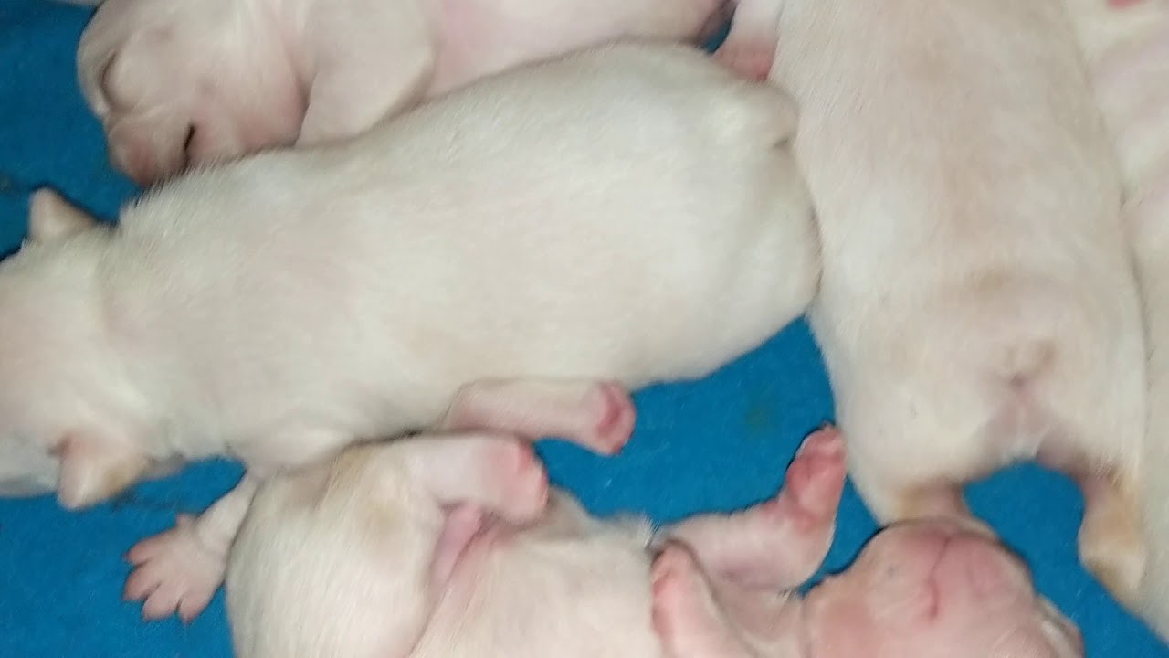 Milk Coma.🙃 ️ - YouTube