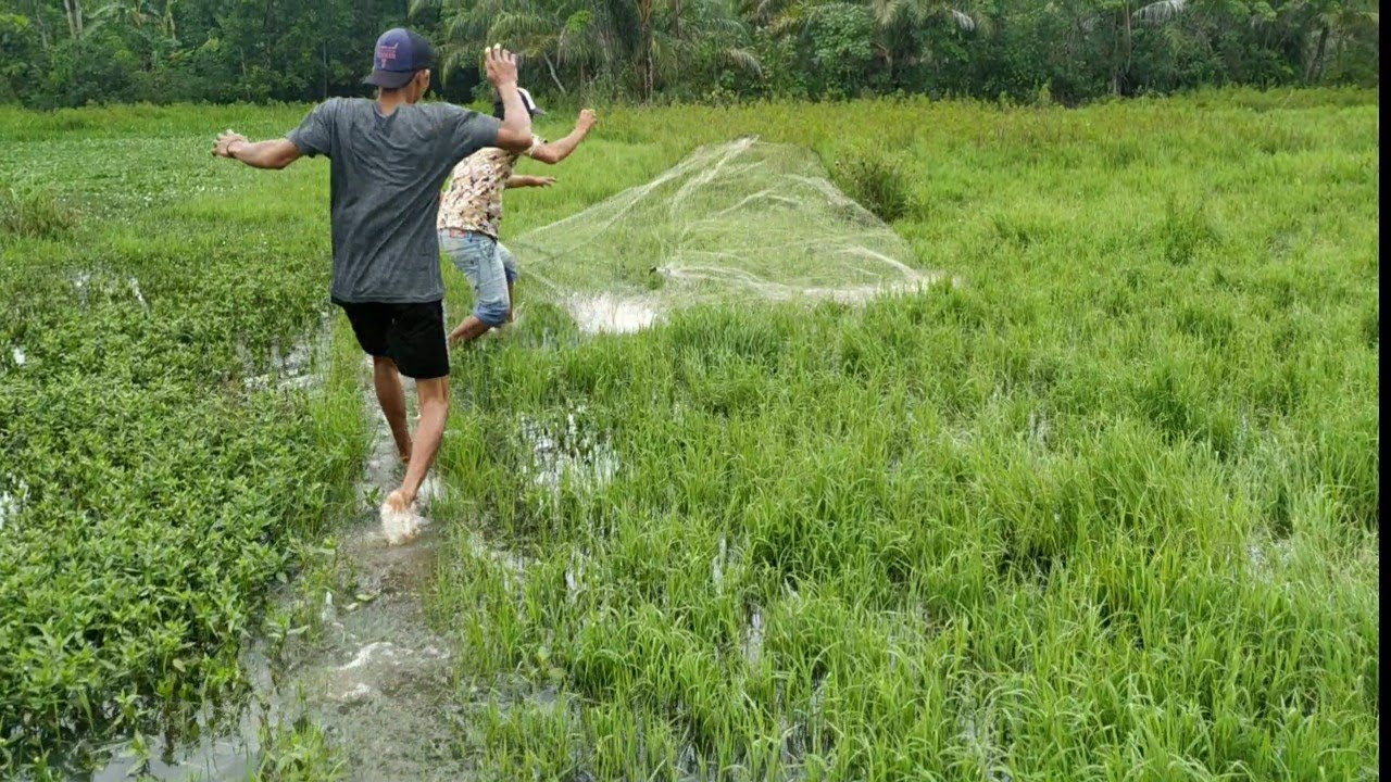traditional fishing menjala ikan saat musim banjir - YouTube