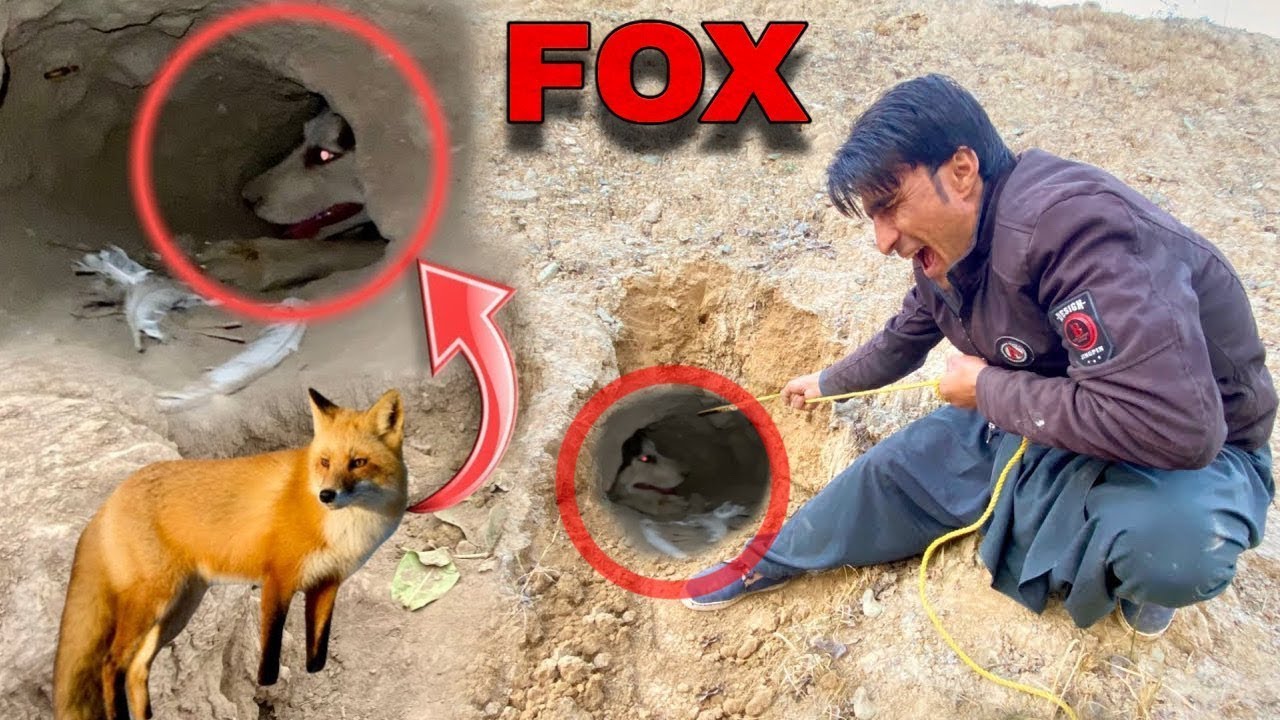 Hmarey Village Main Fox Aagai Hain | Fox in Our village - YouTube