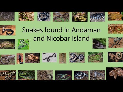 Snakes of Andaman and Nicobar Islands - YouTube