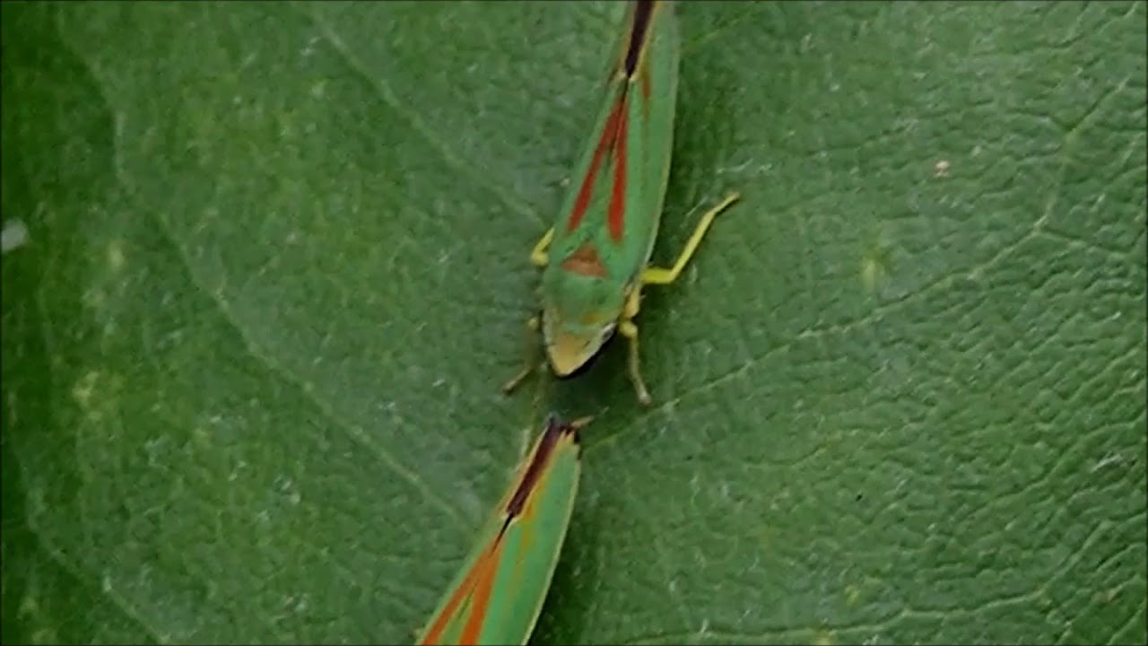 Rododendroncicade (Graphocephala fennahi) Oliver's Nature - YouTube