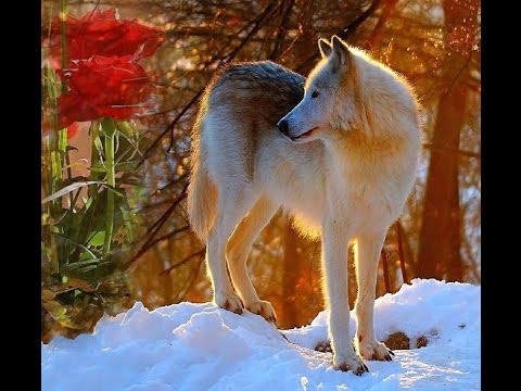 Suları Islatamadım Birgitay AKTAŞ HD