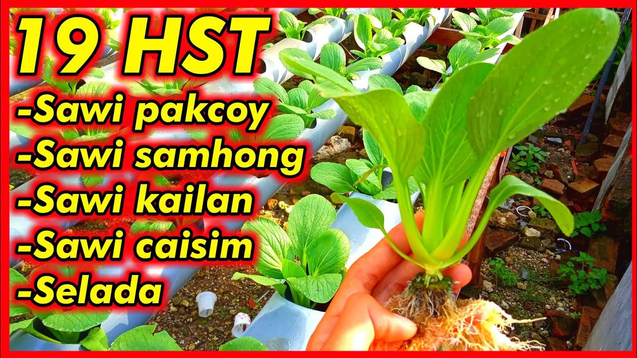 Update 19 HST ||SAWI PAKCOY HIDROPONIK SAWI SAMHONG SAWI CAISIM - YouTube
