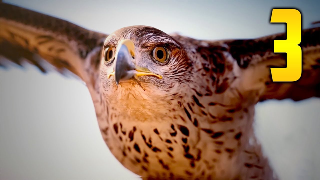 Assassins Creed Origins Walkthrough - Part 3 "SENU" (Let's Play) - YouTube