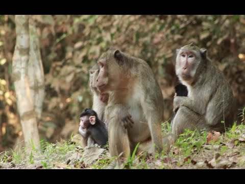 Family Monkey Moha Nokor Group,Marya Monkey-Arya monkey and aVeng ...