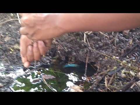 Mancing lindung / belut spesial abg bongsor