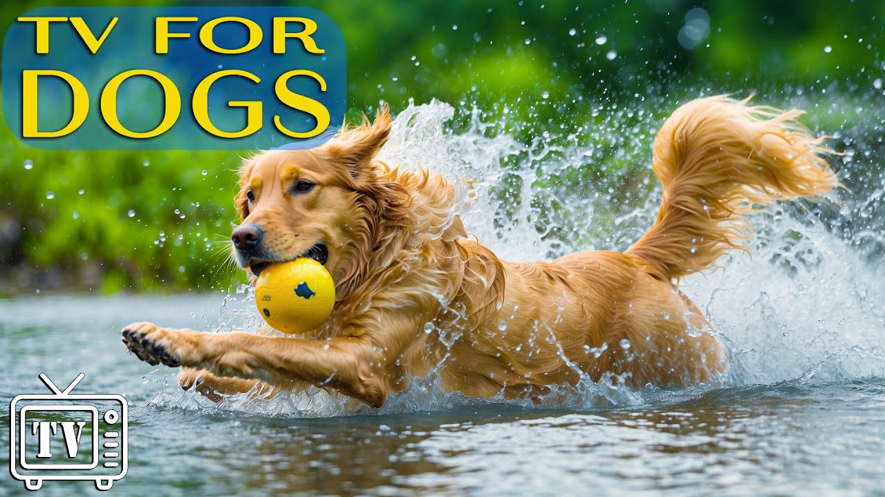 [LIVE] Dog TV: Best Fun & TV for Dogs & Boredom Busting Videos for Dogs ...