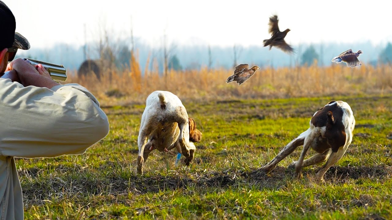 Quail Hunting with Dogs in Mississippi - YouTube
