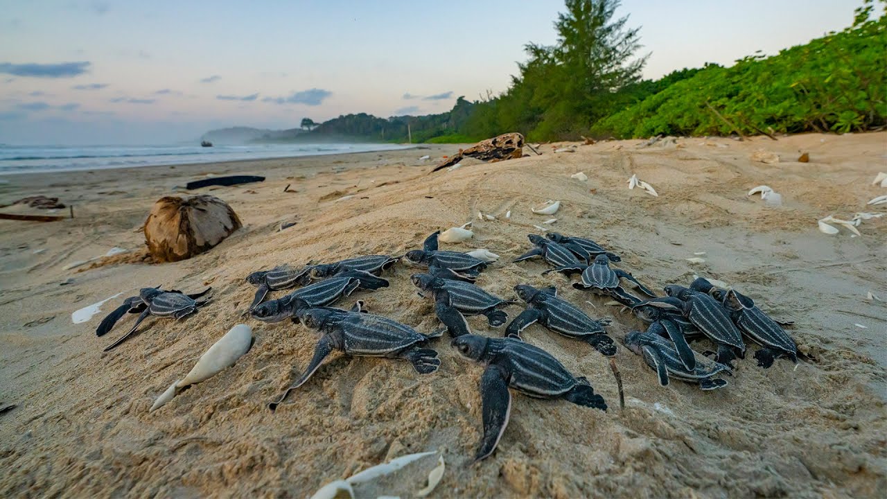Galathea Bay: Will the World's Largest Sea Turtle Return to Nest in ...