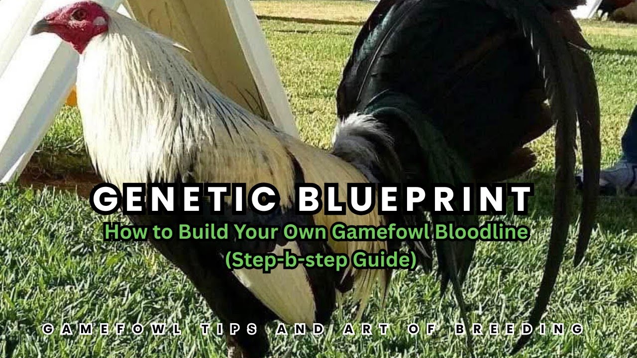 "GENETIC BLUEPRINT: How to Build Your Own Gamefowl Bloodline (Step-by ...