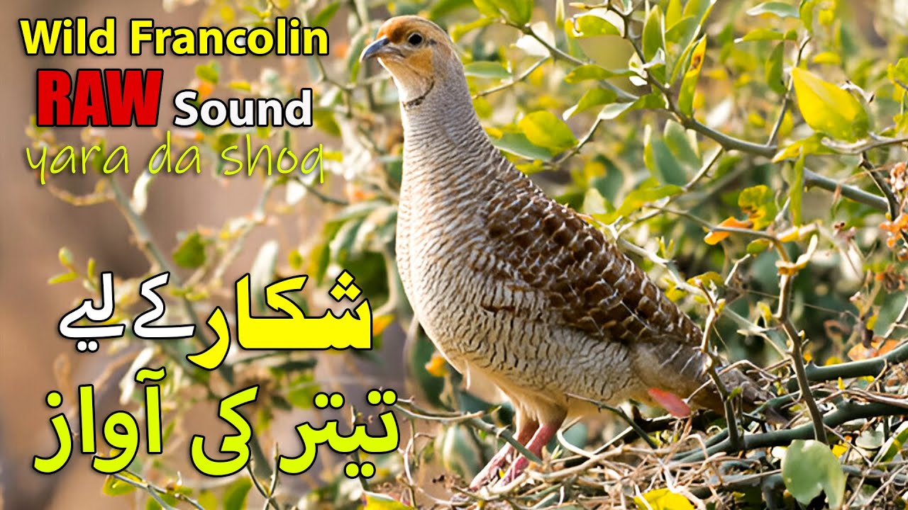 Desi Teetar ki Awaz jungle voice | Grey Partridge Raw Sound | Francolin ...