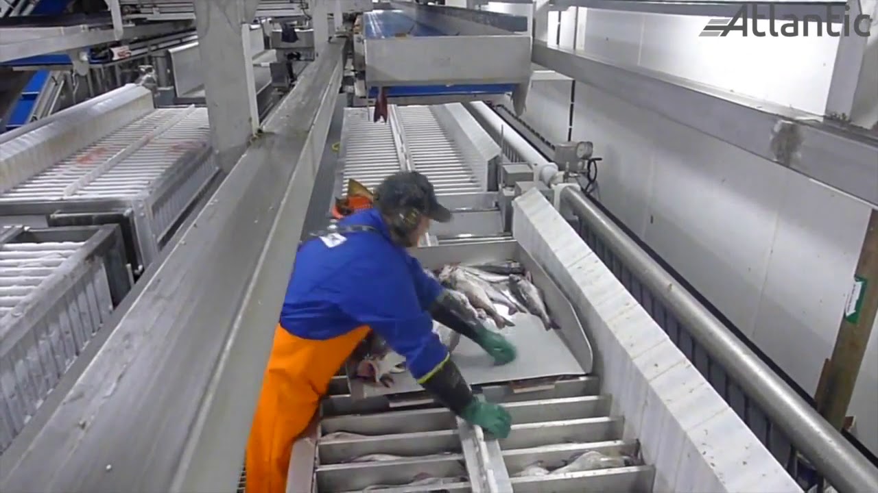 F Tr Gadus Poseidon using automatic bagging machine for frozen fish ...