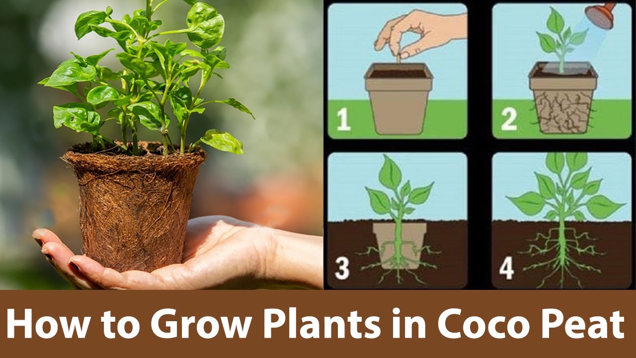 About Coco Peat or Coco Fiber or Coir Pith | Uses of Coco Peat | How to ...