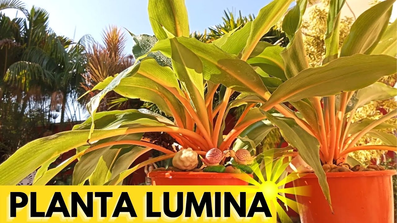 Planta LUMINA / JARDIM iluminado / Dicas de CULTIVO - YouTube