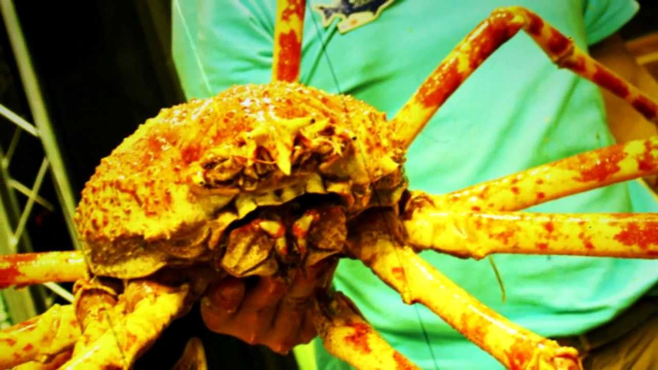 SEA LIFE Arizona Presents: Claws - Creatures of the Deep - YouTube