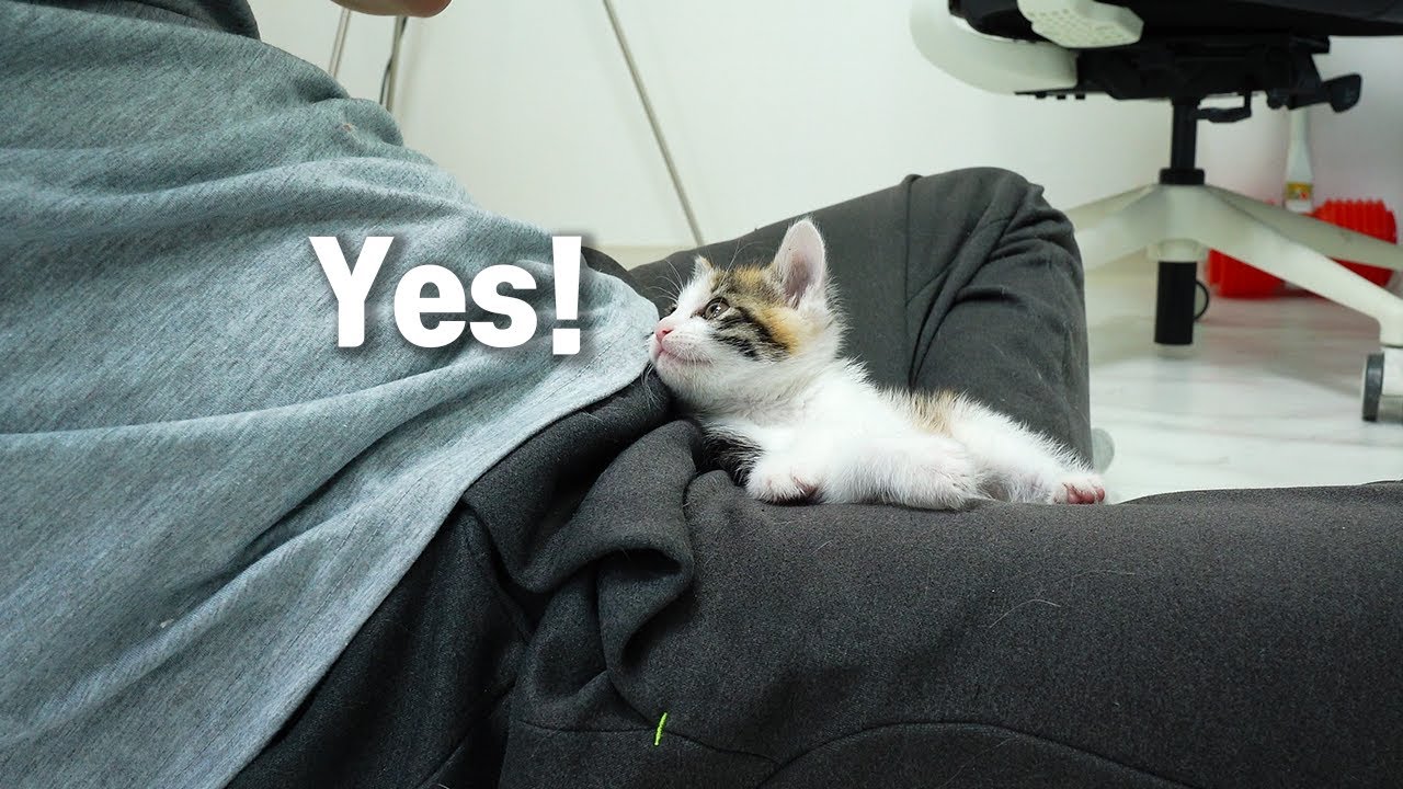 When I Call the Baby Cat, She Says "Yes" and Comes to me - YouTube
