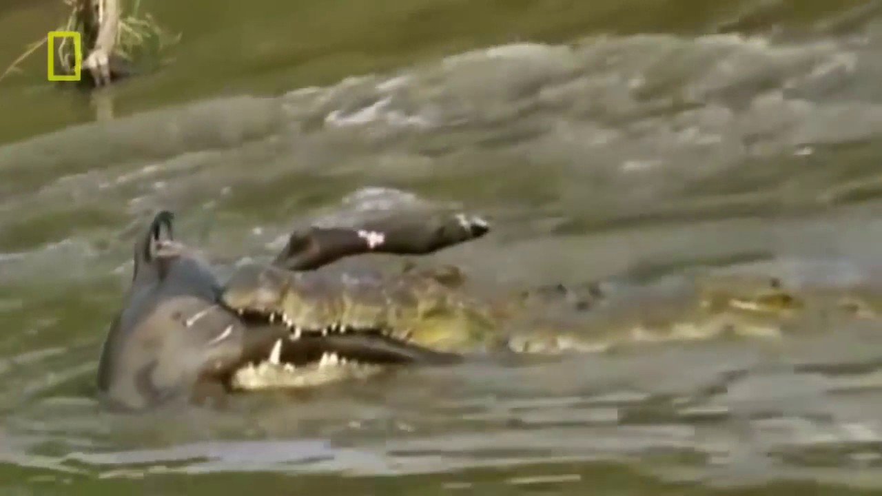 UNSTOPPABLE CROCS!!! WILD Documentary National Geographic WILD - YouTube