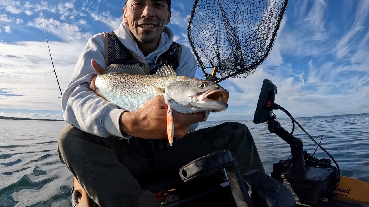 Jigging for Toothy Cape Cod Weakfish. It was a blast! Are they making a ...