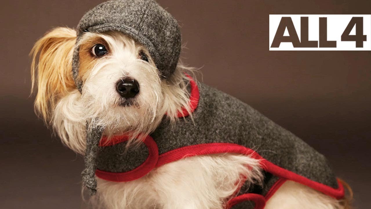 Would You Spend £1,000 on a Coat For Your Dog?! | Posh Dogs - YouTube