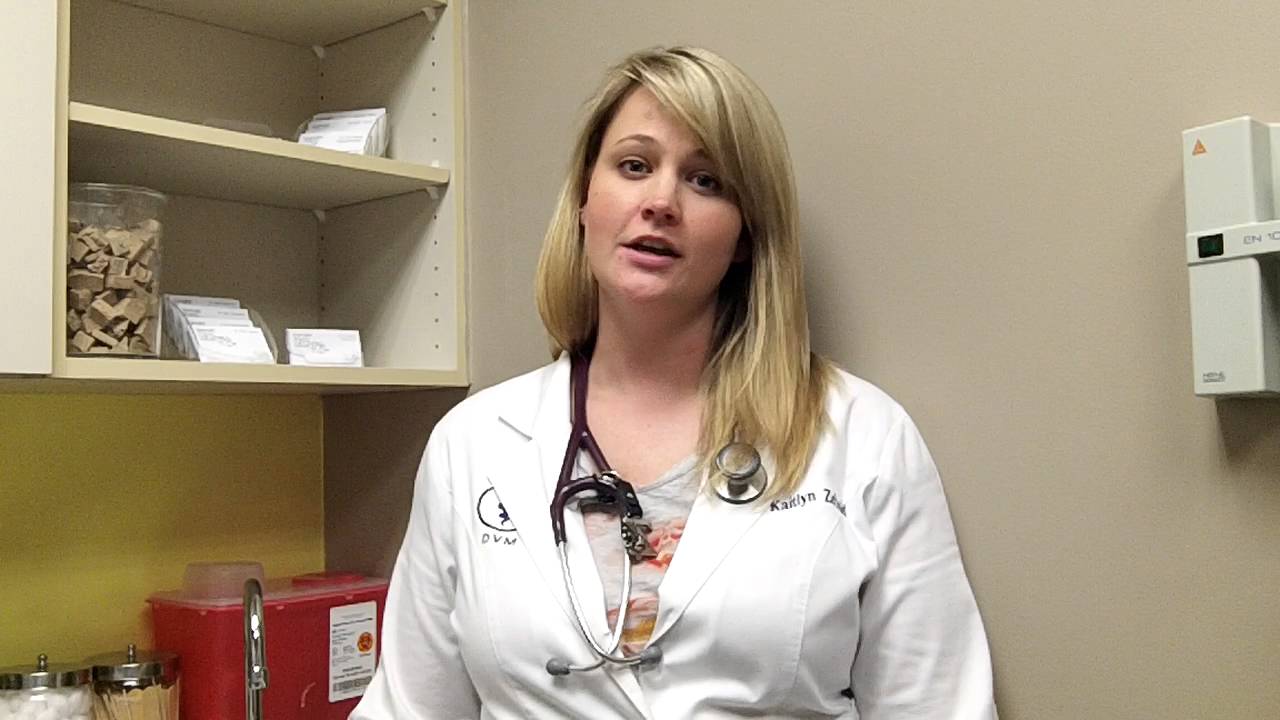 Elmhurst IL Veterinarian - CIV Video with Dr. Kaitlyn Zebold - YouTube
