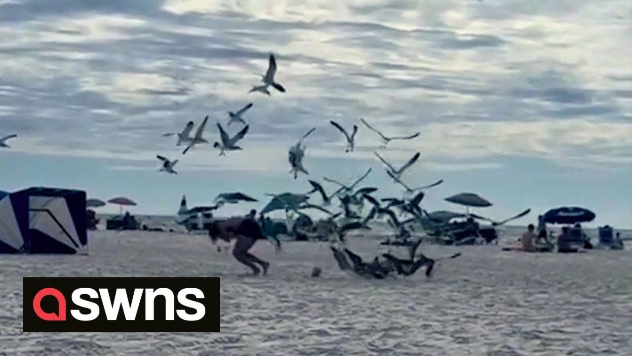 Swarm of seagulls gang up on beachgoer - forcing her to flee and ...