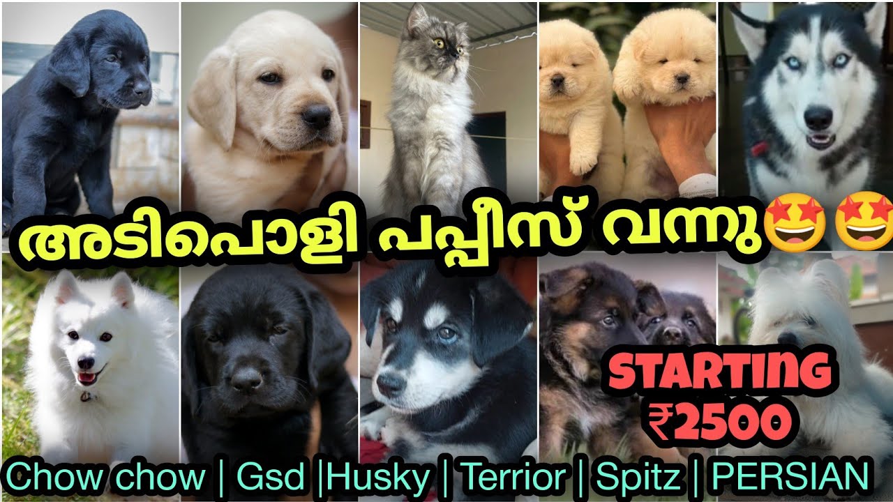 Chow chow | Husky | Lab | Gsd | Spitz | Terrior | Persian cat 🔥 ...