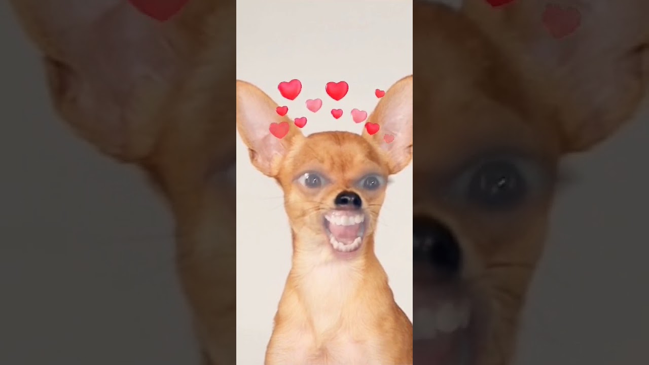 Perrito mamon - YouTube