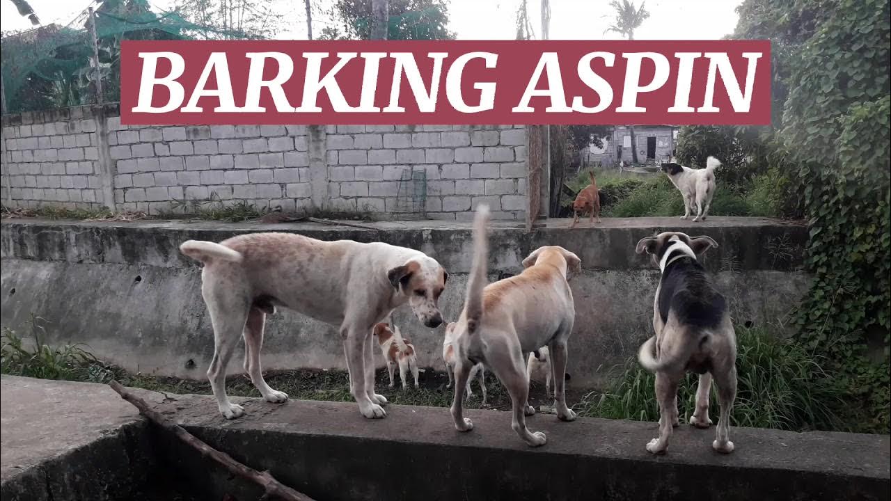 Barking Aspin - YouTube