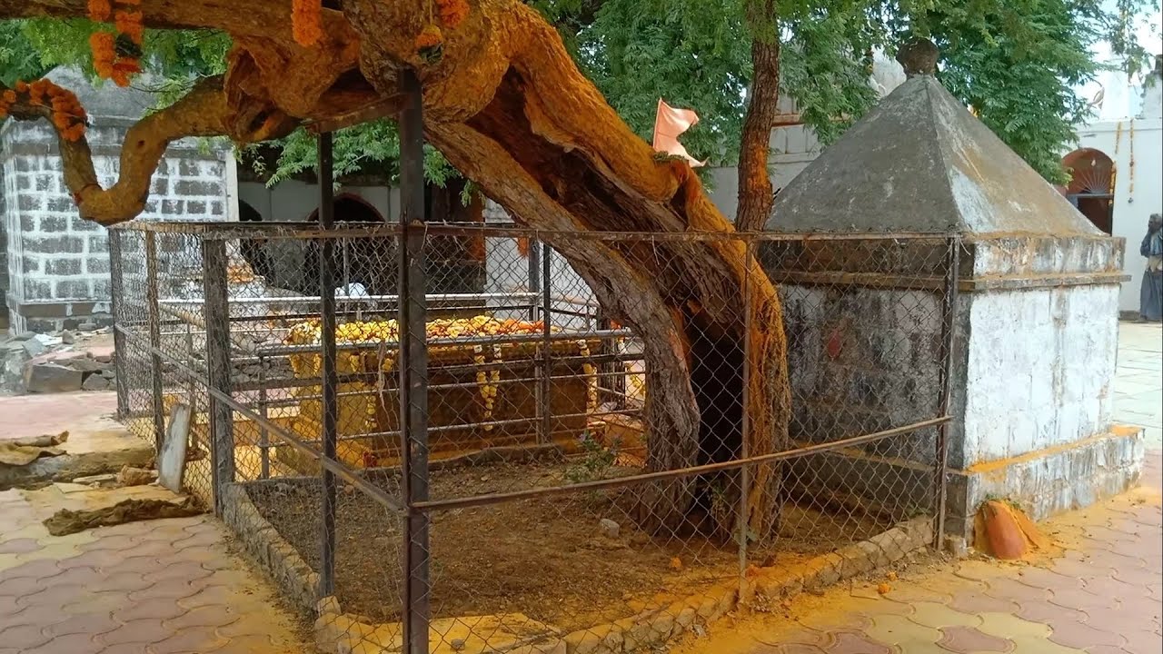 Very Old Tree Behind the Mahalingraya Temple ,Huljanti - YouTube