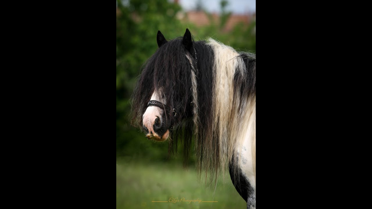 BLUE ICE ETALON ELITE IRISH COB - YouTube