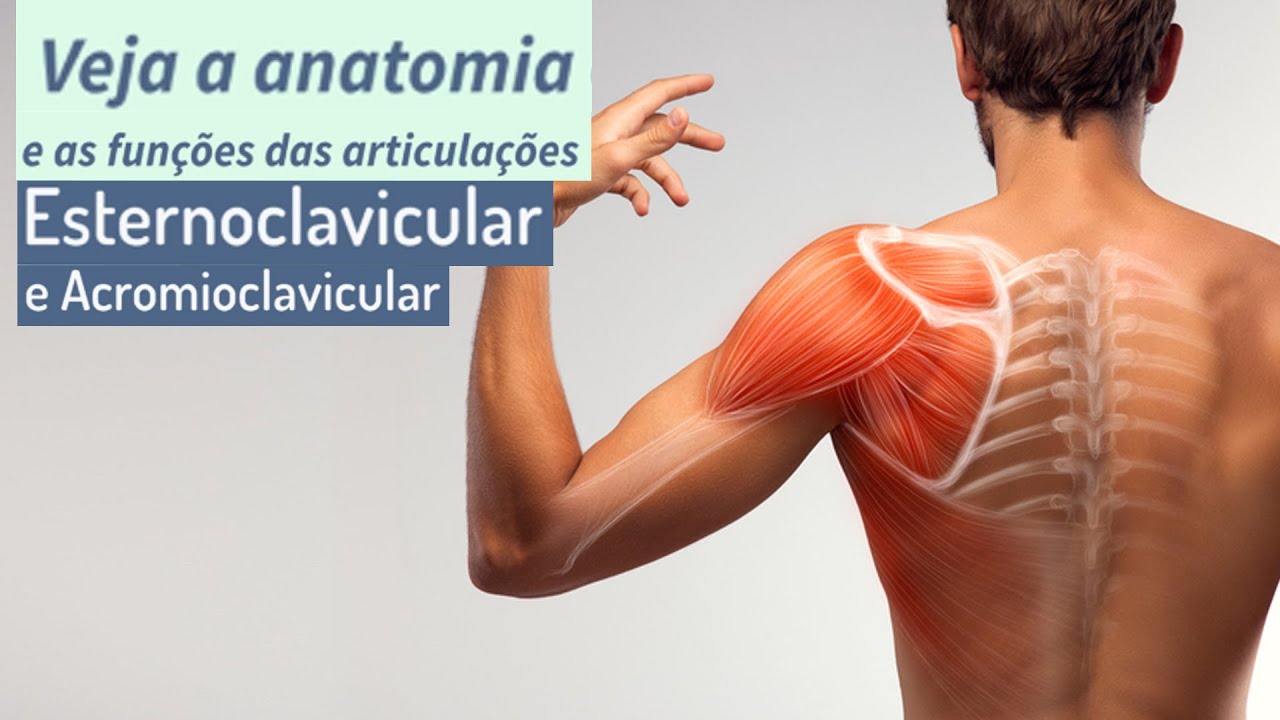 Veja a anatomia e as funções das articulações esternoclavicular e ...