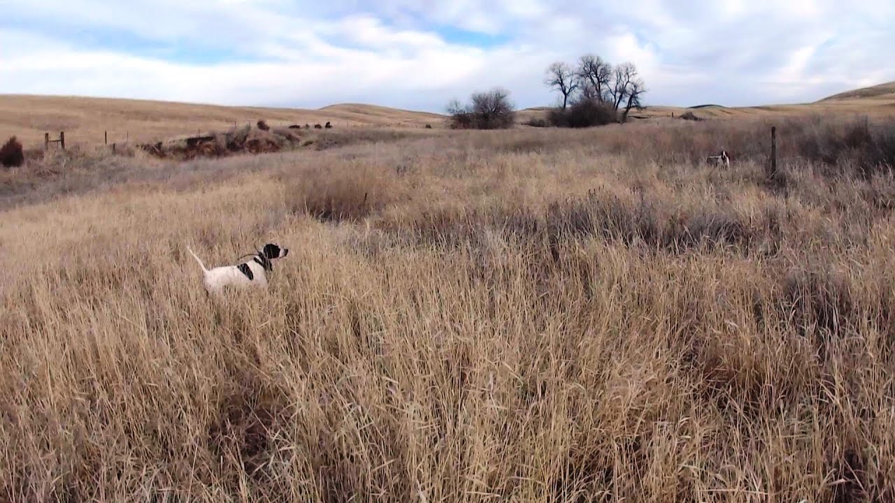 Idaho Pheasant season begins 2020 - YouTube