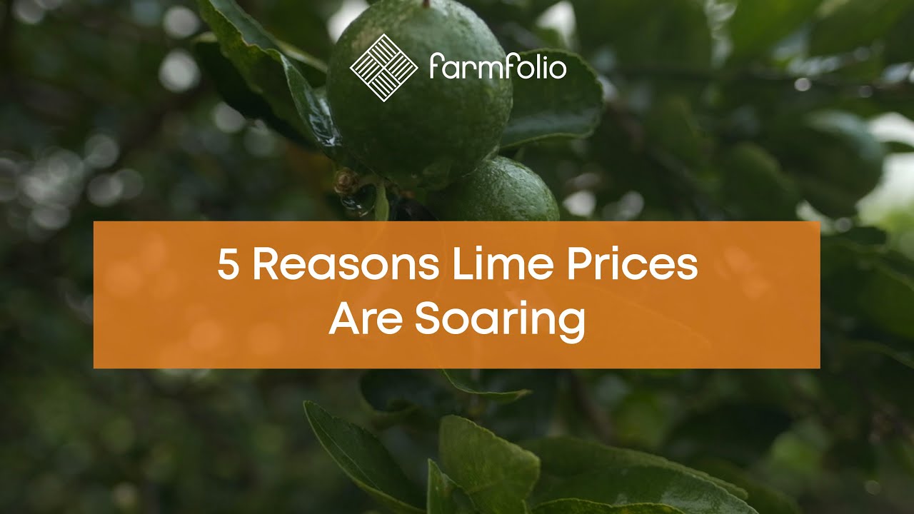 5 Reasons Lime Prices Are Soaring - YouTube