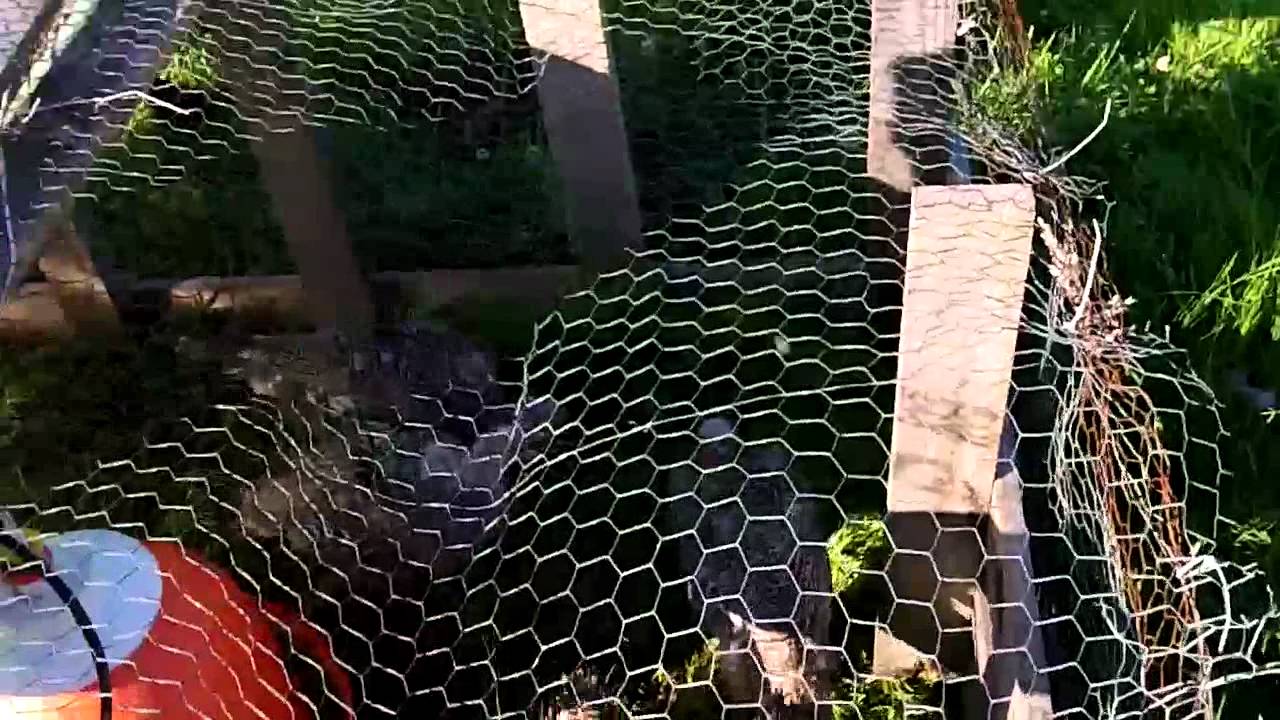 Moving turkey tractors - YouTube