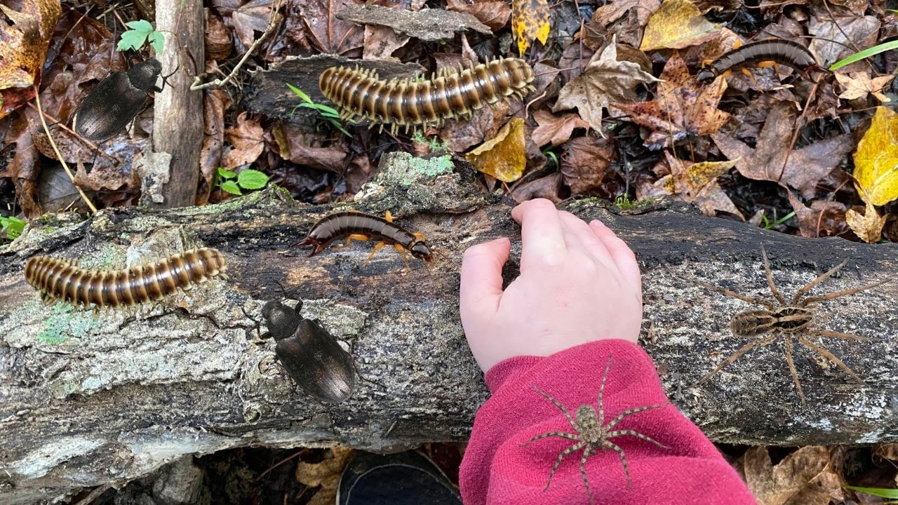 Hunting for Insects and Reptiles! Beetles, Millipedes, Centipedes ...