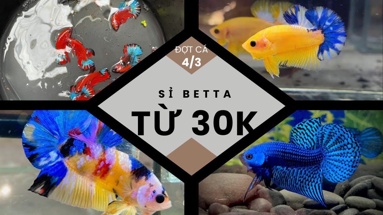 Đợt Cá Betta 4/3: Nemo Multi, Alien, Marble, Super Gold chỉ từ 20k ...