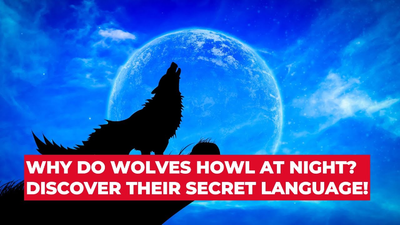 Why Do Wolves Howl at Night? Discover Their Secret Language! - YouTube