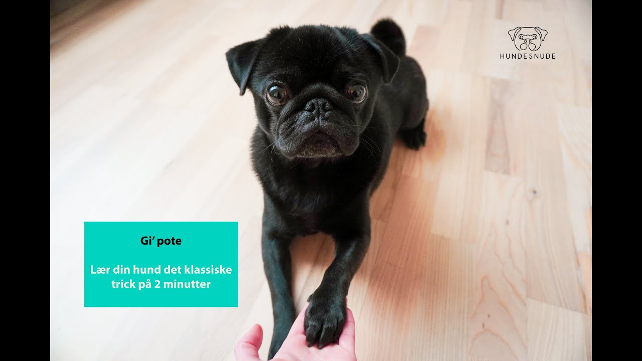 Gi' pote: Lær din hund at give pote - YouTube