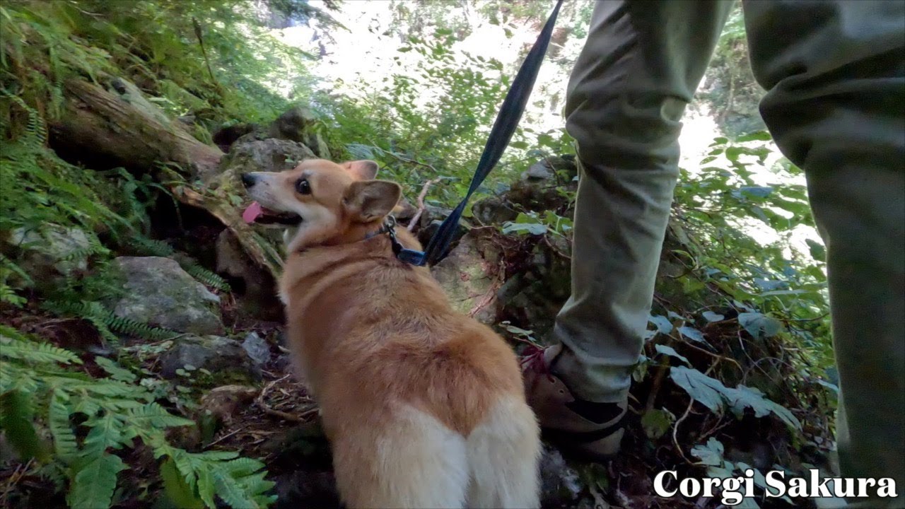 山道を歩いて滝を見てきたコーギー / A corgi that walked a mountain path and saw a ...
