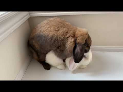 Silly rabbits - YouTube