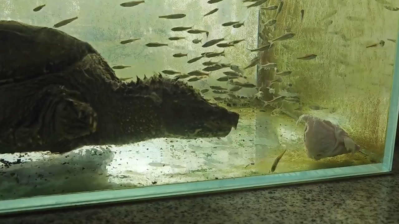 snapping turtle eating chicken head - YouTube